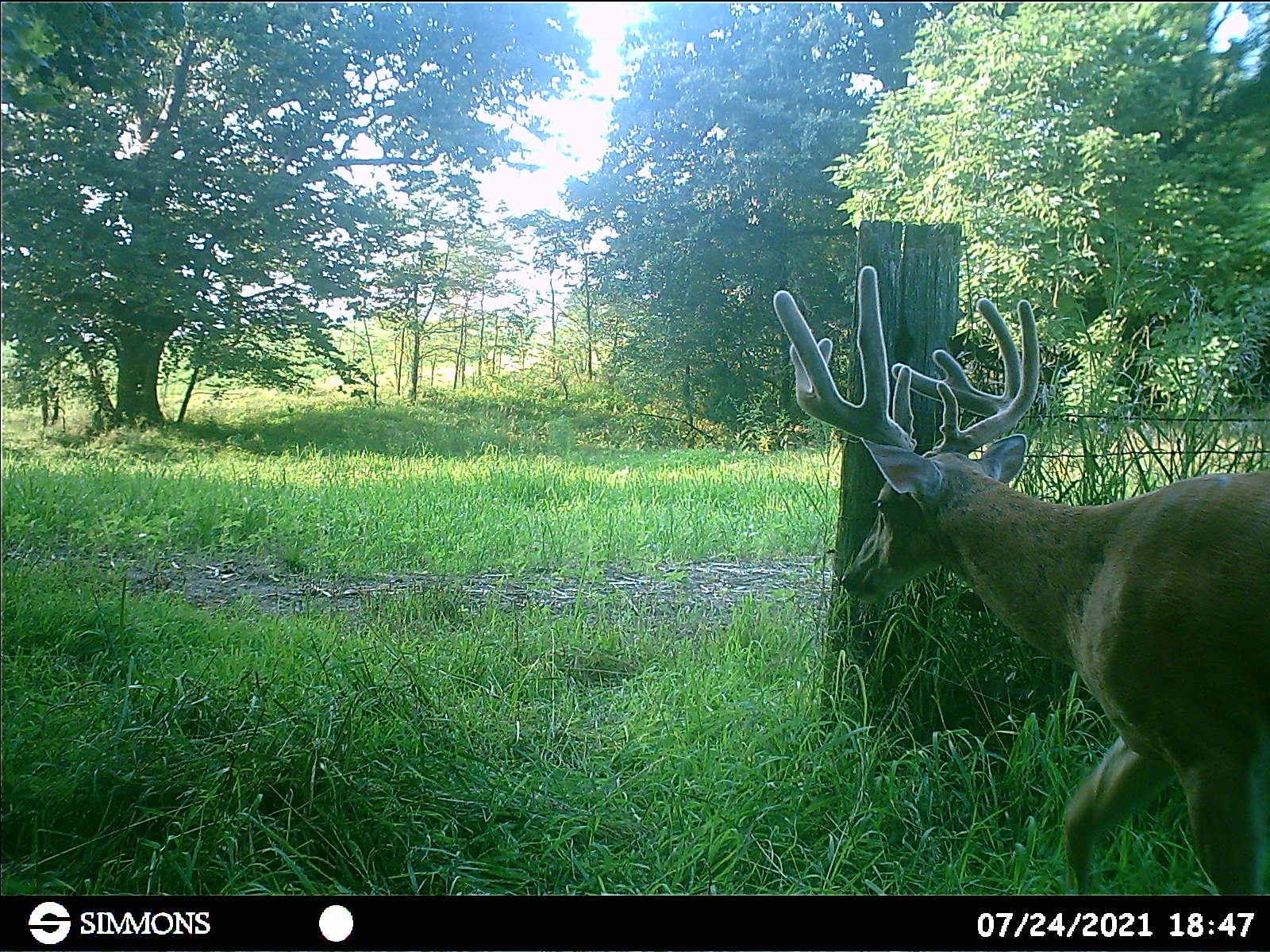 Trail Cam – Buckeye Creek Outfitters