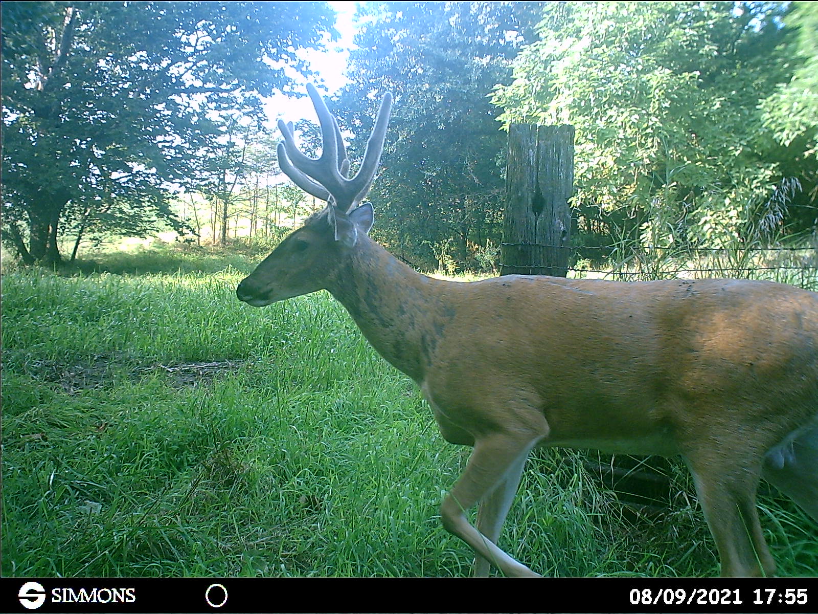 Trail Cam – Buckeye Creek Outfitters