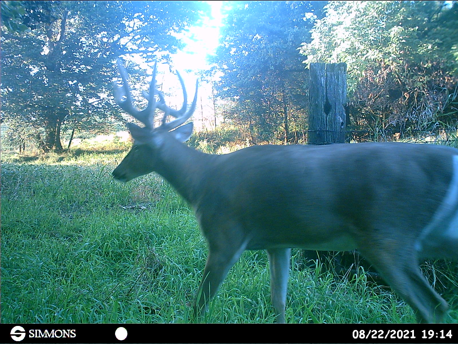 Trail Cam – Buckeye Creek Outfitters