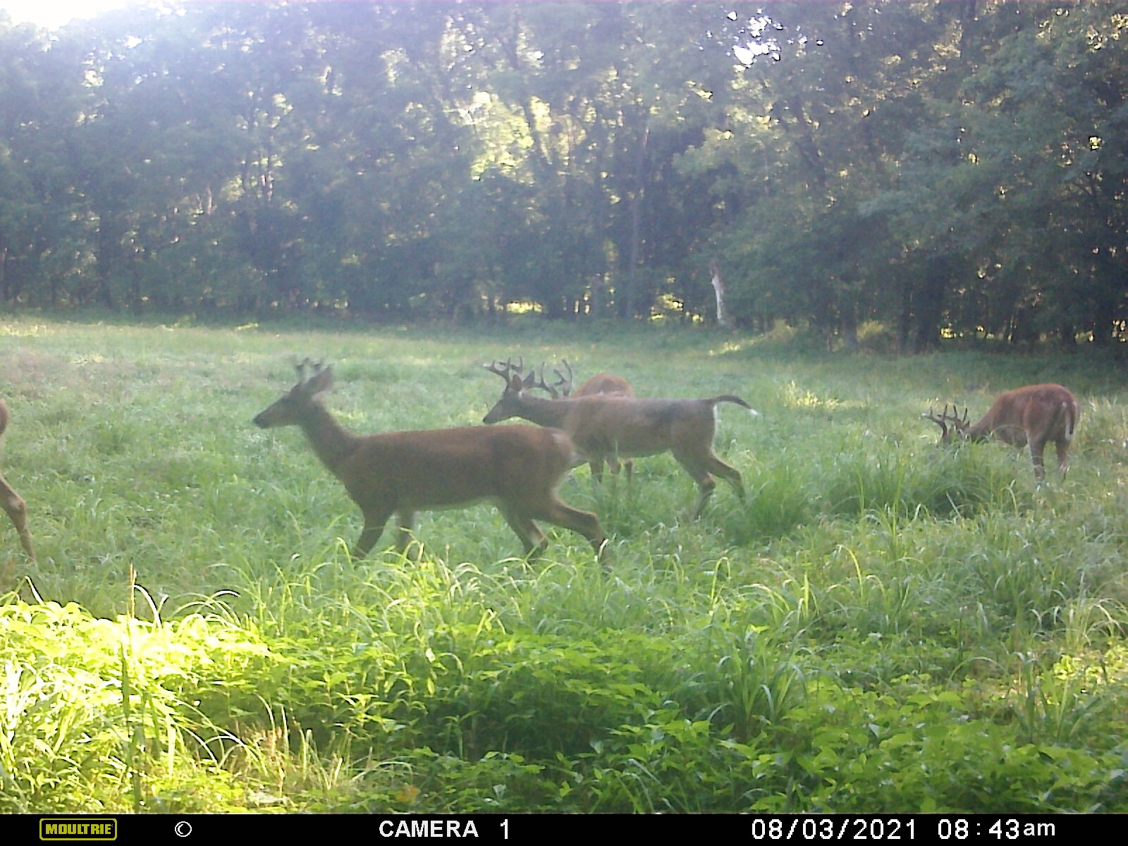 Trail Cam – Buckeye Creek Outfitters